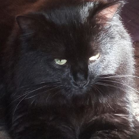 Onyx Contest Entry 44317 Modern Cat