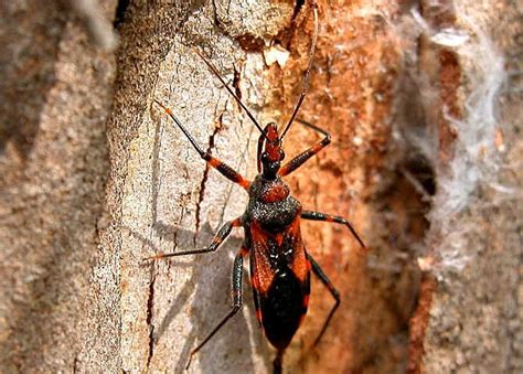 Termite Assassin Bug Tegea Atropicta