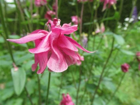 Akelei Tere Bloem Maar Sterke Plant Groene Passies
