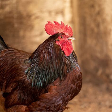 Red Sussex Breeder In Northumberland Bobs Hens