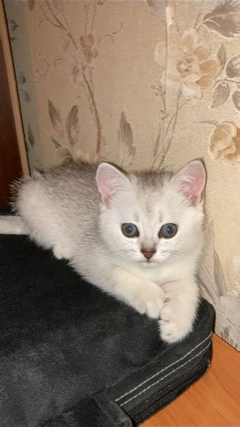 Нравятся две клички для котенка девочки Луна ударение на «у и Сима Не могу выбрать какое