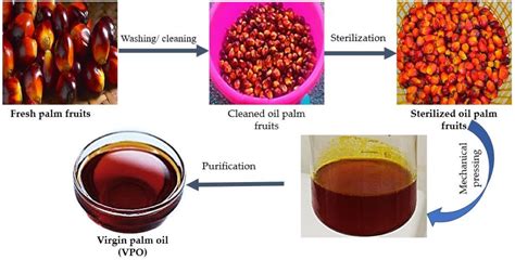 Palm Oil Fruit
