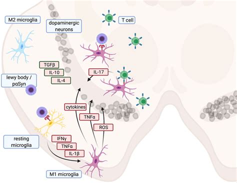 Illustration Of Proinflammatory Cascade And Main Cytokines Contributing