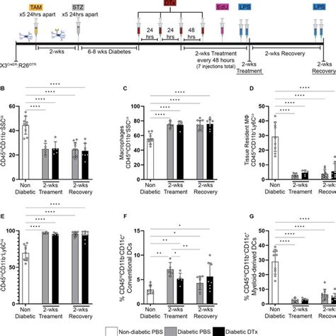 Amoeboid Microglia Proliferate And Transition To A Ramified State In