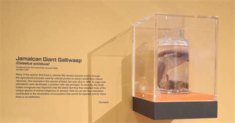 19th Century Lizard Specimen To Be Repatriated From Scotland To Jamaica