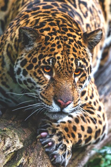 vividessentials | Fotos de animales salvajes, Animales depredadores ...