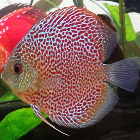 Shop Jack Wattley Discus