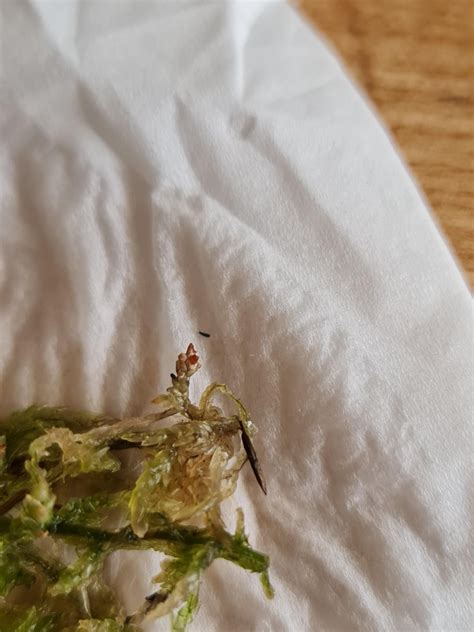 Should I Be Worried Of These Tiny Jumping Insects On My Spagnum Moss