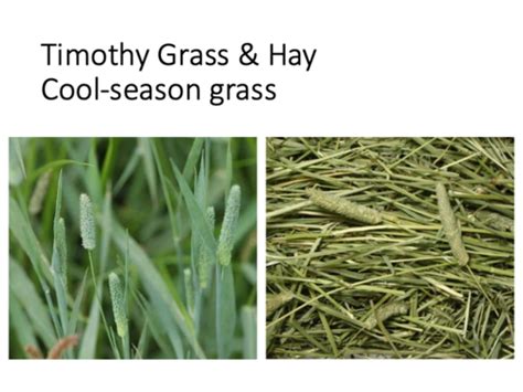 Feeds Exam 2 Feeds And Feedings Exam 2 Flashcards Quizlet