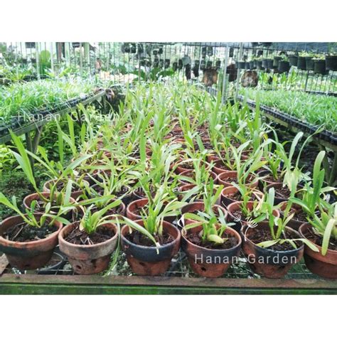 Harga Onchidium Terbaru Nov 2024 Biggo Indonesia
