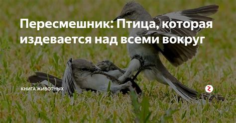 Пересмешник: Птица, которая издевается над всеми вокруг | Книга ...