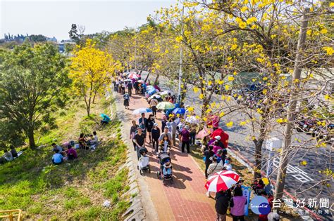 嘉市八掌溪畔黃花風鈴木盛開 音樂市集湧入逾10萬人