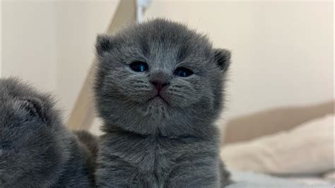 Шотландские веслоухие котята 😻 Scottishfoldkittens Kittens