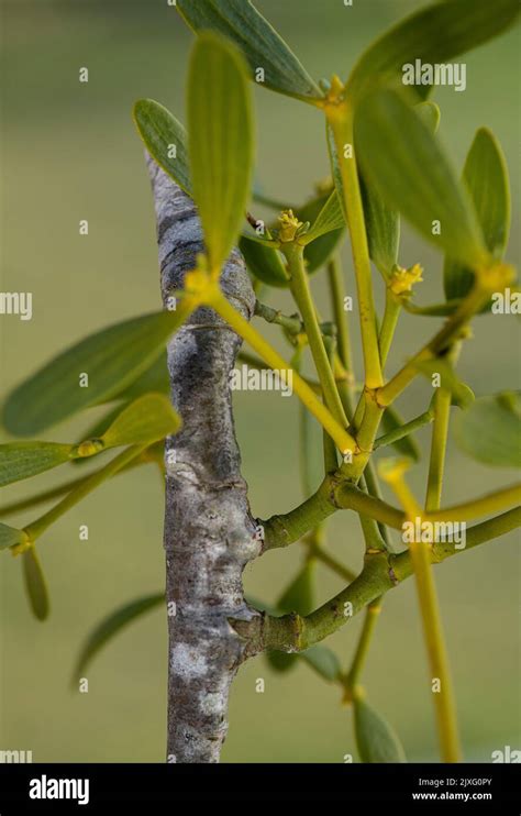 Mistletoe Viscum Album A Hemiparasite Haustoria Entering Host Plant