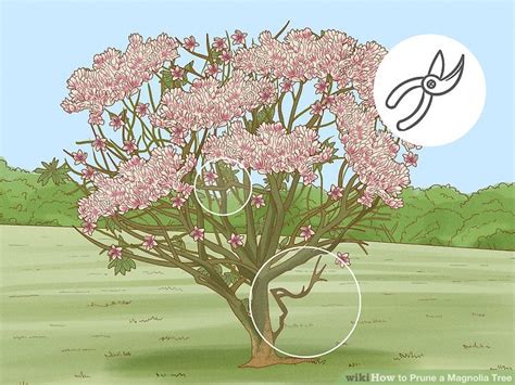 How To Prune A Magnolia Tree Steps With Pictures WikiHow