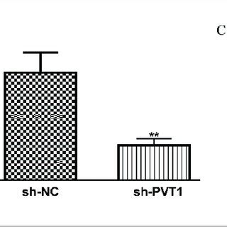 LncRNA PVT1 Knockdown Inhibits Tumor Growth In Xenograft Mouse Model