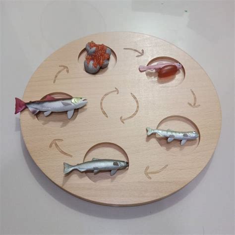Ready Stock Montessori Teaching Aid Lifecycle Tray Salmon Prying