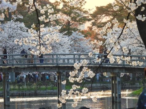 【2025年最新】上越市高田城址公園観桜会｜第100回の見どころ・イベント・無料有料駐車場情報完全ガイド【日本三大夜桜】 ガタラブ