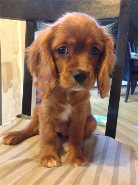 Ruby Cockalier Puppies