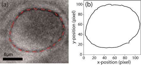 Determination Of The Bending Elastic Modulus A Phase Contrast Image