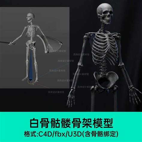White Bone Frame Skull 3d Model Material Human Bone U3d Bone Binding