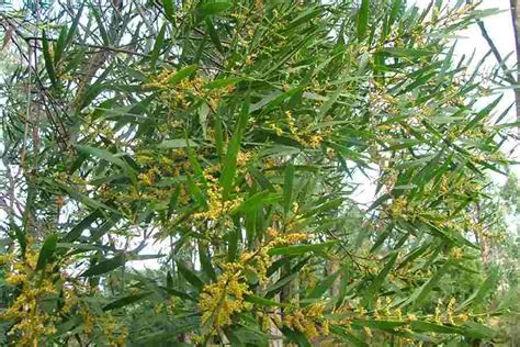 Acacia Lonolia Alchetron The Free Social Encyclopedia