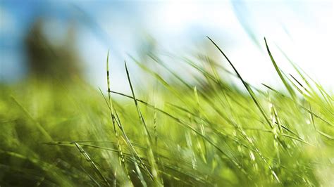 Обои трава лето макро 1920x1080 Full Hd от Ms Dred картинки на рабочий стол и заставки