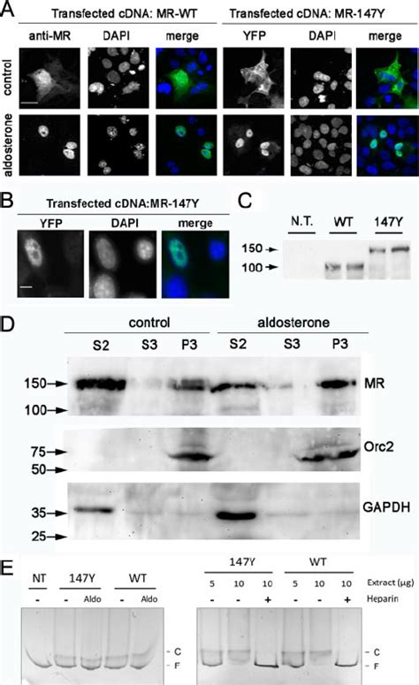 Subcellular Localization And Dna Binding Activity Of Mr 147y A