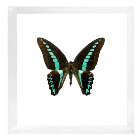 Framed Blue Triangle Butterfly In Acrylic