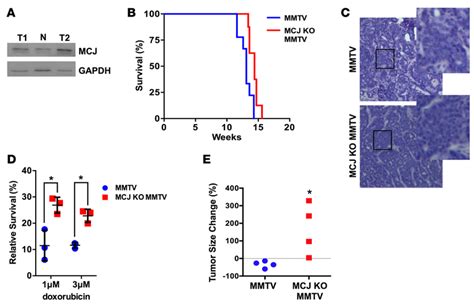Increased Chemoresistance In Murine Mammary Tumors Lacking Mcj A Mcj
