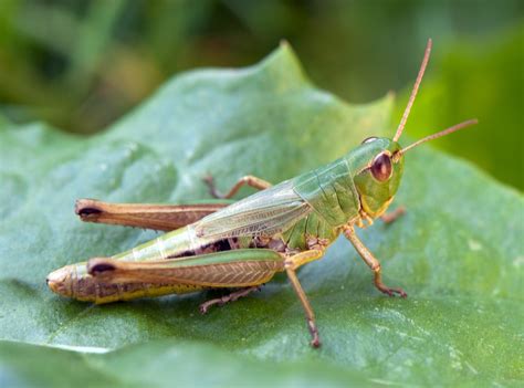 Sask Agriculture On Twitter The 2023 Grasshopper Forecast Map Is Now