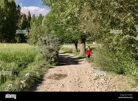 Farmer In Red Shirt Walks Down Dirt Road Between Wheat Fields In Langar