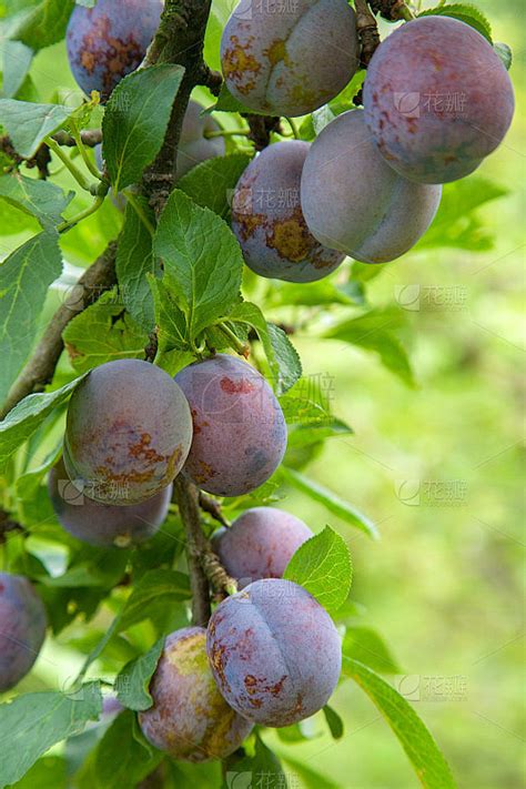 夕阳下，梅树的树枝上结满了成熟多汁的果实。