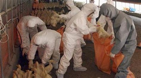 كوريا الجنوبية سلسلة شديدة العدوى من إنفلونزا الطيور موقع 24