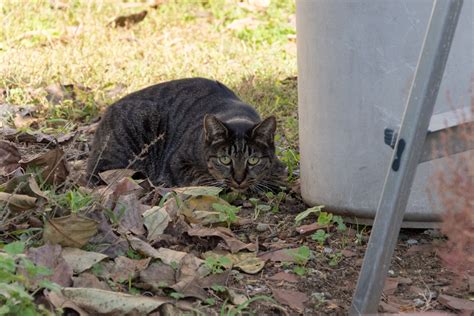 みんな意外に起きている 一日一猫