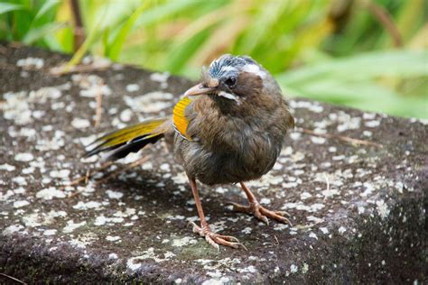 Poxvirus Infections In Birds Symptoms Causes Diagnosis Treatment