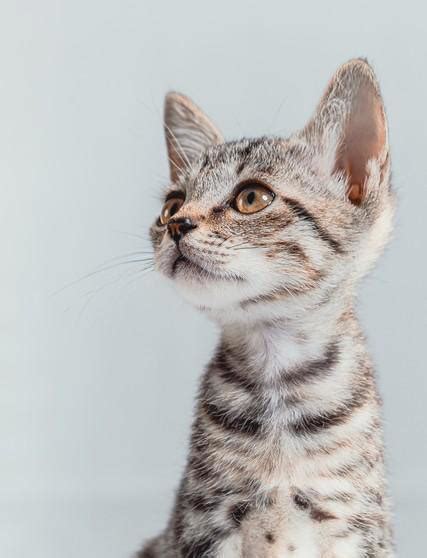 中华狸花猫：自然之美与文化底蕴的完美结合