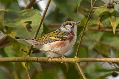Why Do We Organize An Annual Welcome Back Migratory Birds Festival