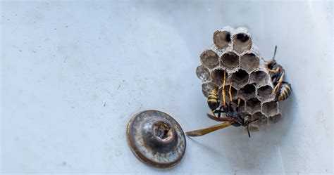 Caching And Wordpress Kuztek Wordpress And Laravel Developers From Langley Bc