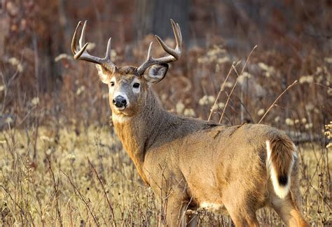 Bill Marchel Allure Of The Whitetail Brainerd Dispatch News