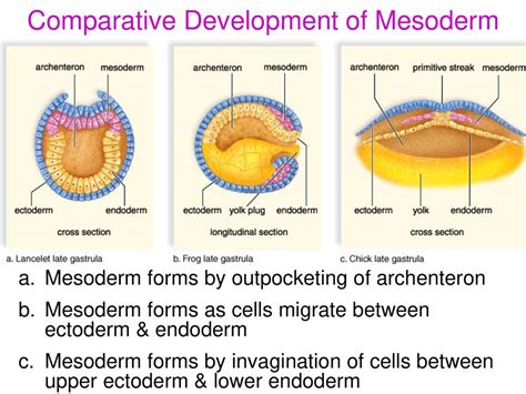 I Fertilization B Provides Stimulus For Egg To Begin Development