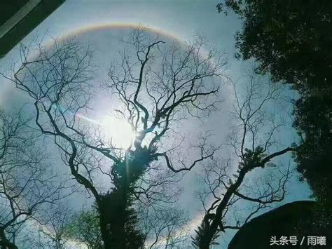 黃花昨日惹人醉落葉今時仍紛飛 每日頭條