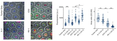 In Vitro T Cell Killing Assay Protocol