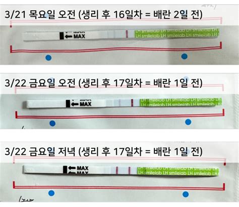 [배란일 후 2일차] 임신준비 그리고 기다림의 기록 1 임신가능성 가장 높은 날은 정확한 배란일과 배테기의 의미 네이버 블로그