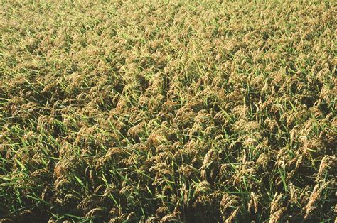 稻浪 Rice Wave 那時候我是特別去找稻田的，在那收割的時節。 有些已經開始慶豐收，有些則依然隨風擺盪，等待 Flickr