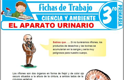Modelos De La Ficha De El Aparato Urinario Para Tercero De Primaria