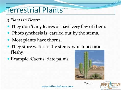 Class Iv Science Plants Adaptation