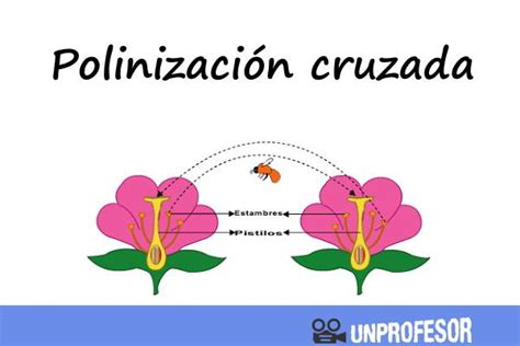 Qué es la POLINIZACIÓN cruzada RESUMEN IMÁGENES