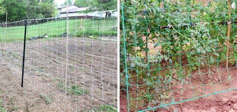 How To Hang Trellis Netting Step By Step Guide 2025