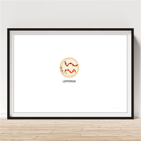 Meiosis I Prophase I Leptotene Poster By Kadambari Pathaniascience